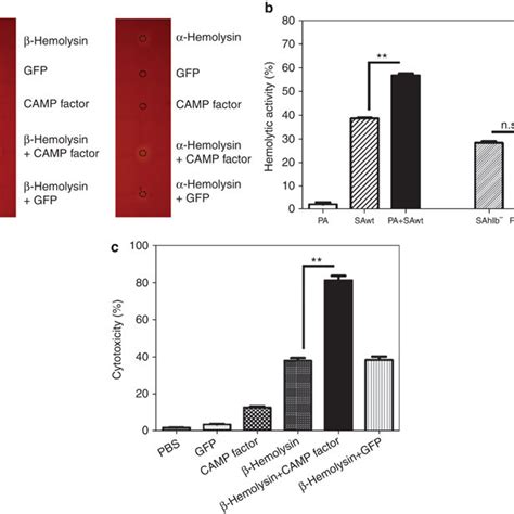 Staphylococcus Aureus β Hemolysin Contributes To The Augmentation Of Download Scientific