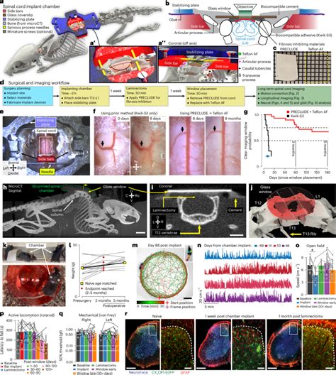 Awake Spinal Imaging Experimental Overview And Designs A Spinal Cord Download Scientific