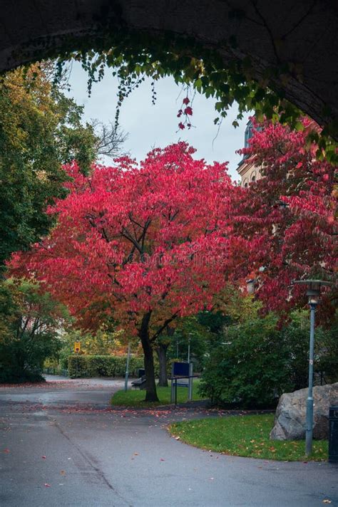 Tree Turned Red During Autumn In Lund Sweden Stock Image Image Of People Leaf 256054861