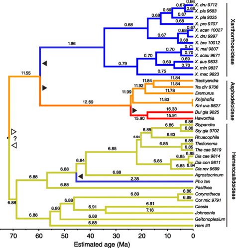 random local clocks rlc chronogram of xanthorrhoeaceae from combined
