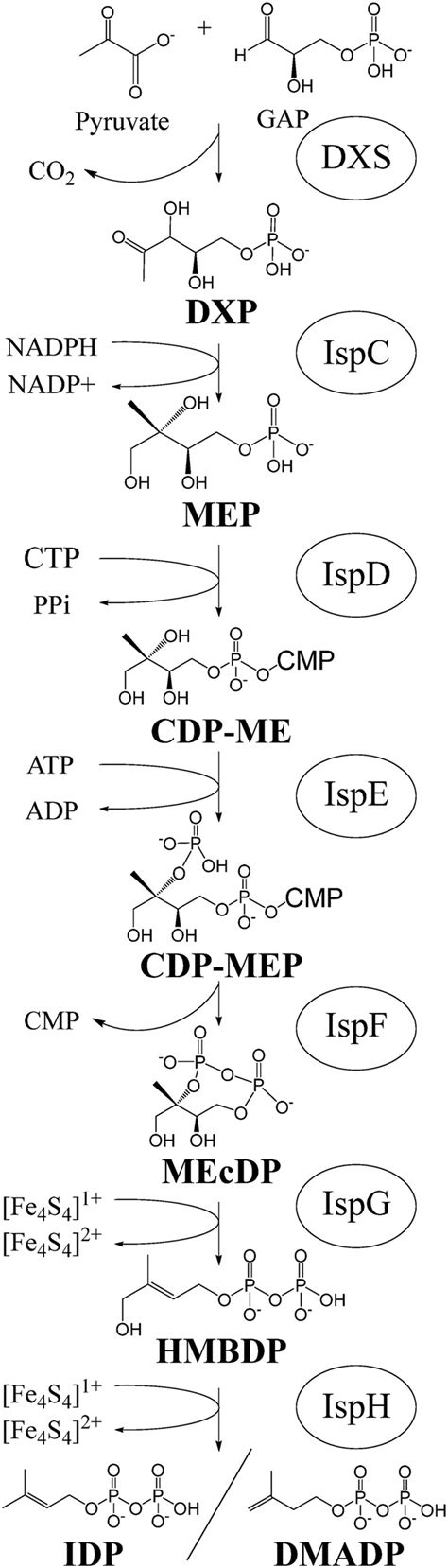 The Seven Enzymatic Steps Of The Mep Pathway Intermediates Gap