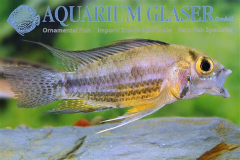 Apistogramma Cacatuoides Yellow Wild Aquarium Glaser Gmbh