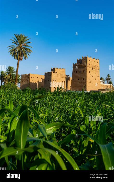 What Kind Of Plants Grow In Saudi Arabia At Elijah Leigh Blog