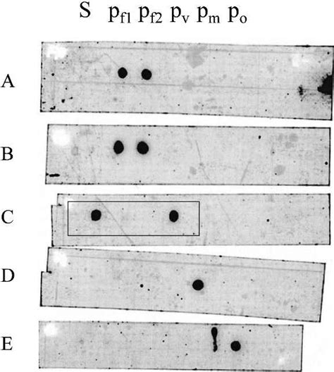 Species Determination By A Sequence Specific Oligonucleotide Probe