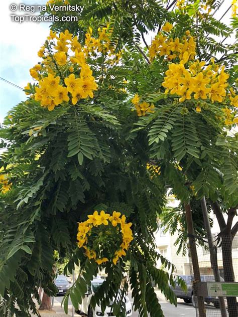 Cassia Leptophylla Gold Medallion Tree Top Tropicals Plant Encyclopedia