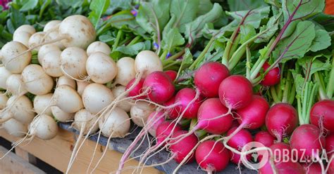 Коли і як правильно сіяти редиску як виростити великий і соковитий
