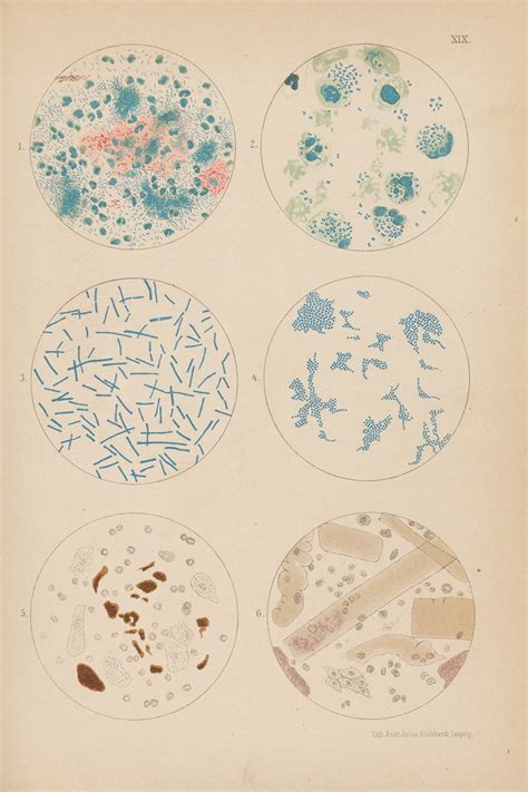 Tubercle Bacilli And Other Bacterium By Hermann Rieder Artvee