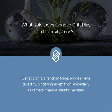 What Role Does Genetic Drift Play In Diversity Loss → Question