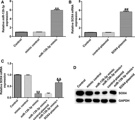 Mir 139 3p Negatively Regulates Sox4 Expression In Ags Cells A Download Scientific Diagram