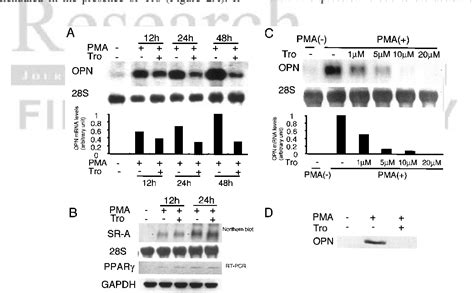 Figure 2 From Ppar G Ligand Inhibits Osteopontin Gene Expression