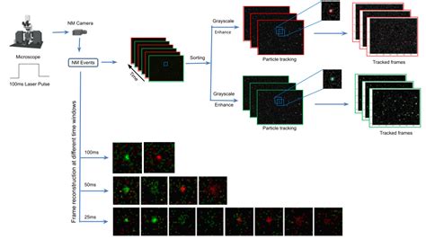 Neuromorphic Microscopy Pushes Diffraction Limits Biopatrika
