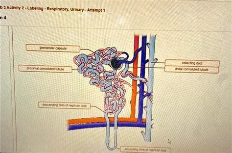 B 3 Activity 2 Labeling Respiratory Urinary Attempt 1 4 Glomerular Capsule Proximal