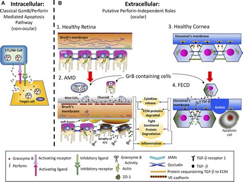 Intracellular Vs Extracellular Functions Of Grb A Grbs