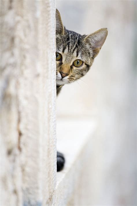 Cat Hiding Face In Corner