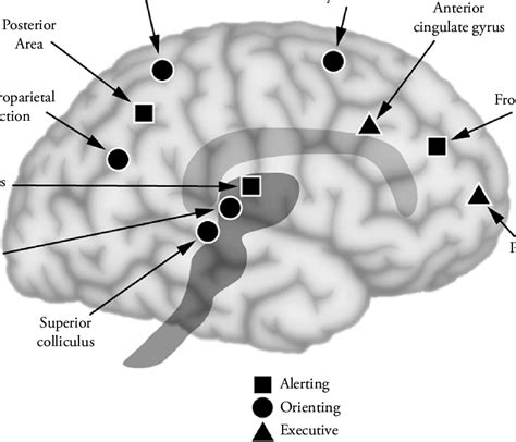 1 Anatomy Of Three Attentional Networks Alerting Squares Orienting