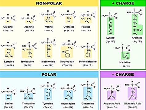 [solved] Hello What Is The Structure Of An Oligopeptide Composed Of Course Hero