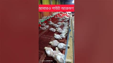 গাউট যেমন পিছনে লেগে গেছে Chicken Murgirkhamar Farming Youtube