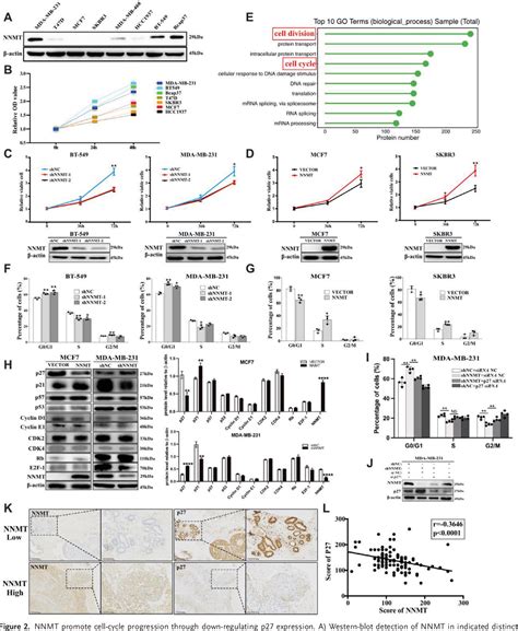 figure 1 from nnmt 1‐mna promote cell‐cycle progression of breast