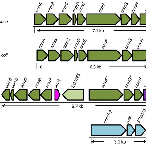 Pdf Unique Organizational And Functional Features Of The Cytochrome C