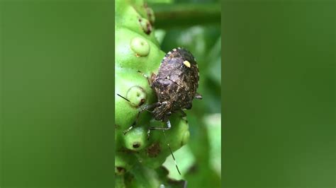 How Gorgeous Bug It Is Shorts Insectworld Animals Snail