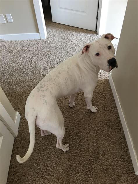 White Pitbull Mix With Brown Spots