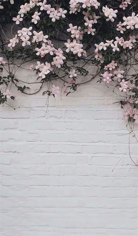 Download Black And White Aesthetic Pink Flower Wallpaper