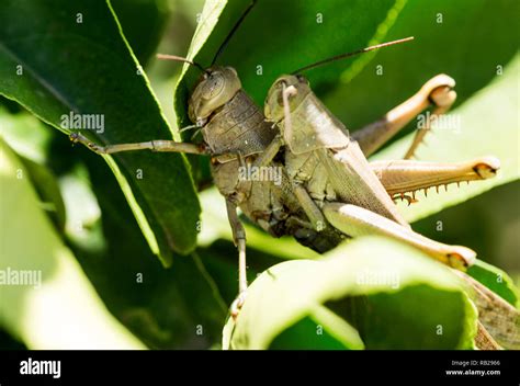 Hedge Grasshoppers Valanga Irregularis In A Mating Position The
