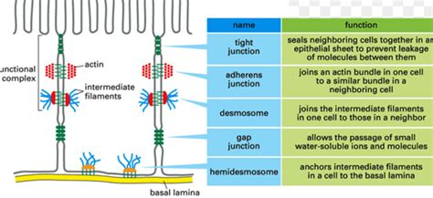 What Are The 3 Types Of Cell Junctions At Sam Cawthorn Blog