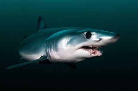 Shark Migration Patterns 🌊 Key Locations And Timelines