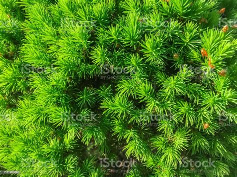 크리스마스 전나무 나무 배경입니다 녹색 스프루 스 분기 침 엽 수림 0명에 대한 스톡 사진 및 기타 이미지 0명 가문비나무