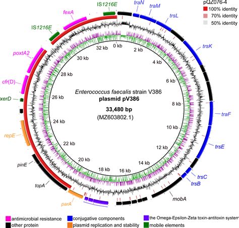 Linezolid Resistant Enterococcus Faecalis Of Chicken Origin Harbored Chromosome Borne Optra And