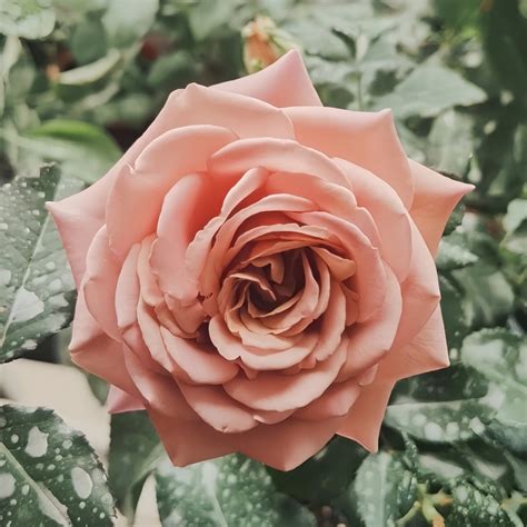 Koko Loco Rose 可可洛可｜america Shrub Rose Ergongzy Roses