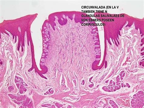 Histología Cavidad Oral