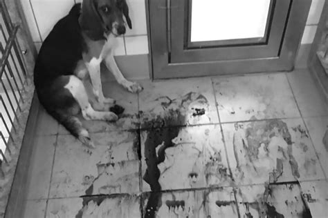 Horror Monkey Experiment Lab To Close After Outcry