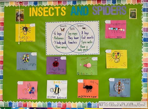 11 Vin Diagram Ideas Venn Diagram First Grade Science 1st Grade Science