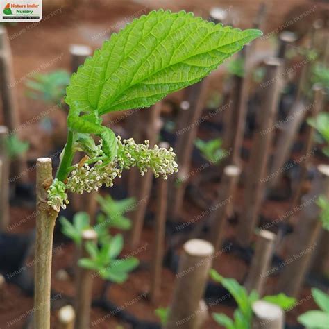 Buy Morus Macroura Plant In Bulk Online Nature India Nursery