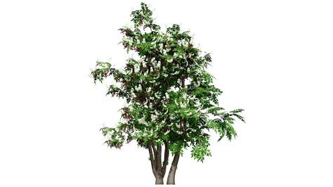 Cherry Laurel And Rowan 3d Model Flippednormals
