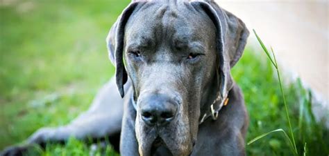 Dog Suddenly Vomiting Undigested Food Heres Why Canines And Pups