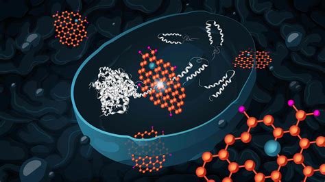 Nanomaterial Graphene Oxide Can Affect The Immune System Via The Gut