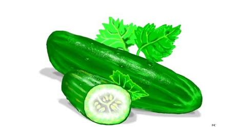 Drawing Of Cucumber By Flowerpot Drawize Gallery