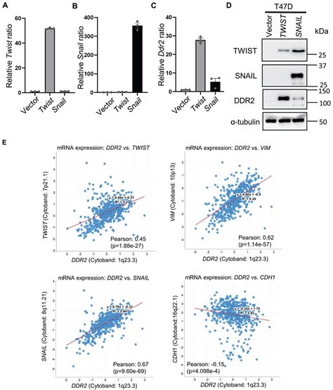 Ddr2 Upregulation Confers Ferroptosis Susceptibility Of Recurrent Breast Tumors Through The