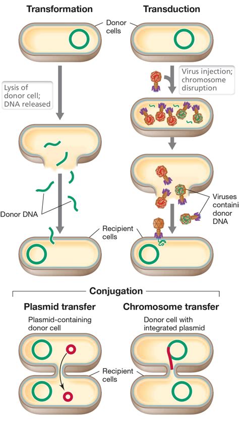 Các Hình Thức Chuyển Gen ở Tế Bào Sinh Học Và Đời Sống Facebook