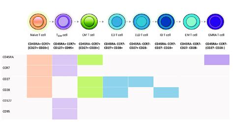 Linear T Cell Differentiation Pathway The Progressive Linear Download Scientific Diagram