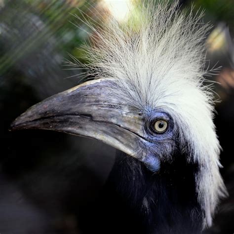 Premium Photo Close Up Of A Bird
