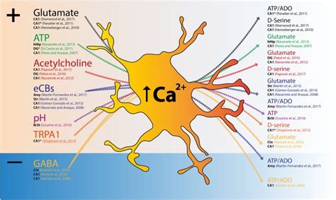 Functional Roles Of Astrocyte Calcium Elevations From Synapses To