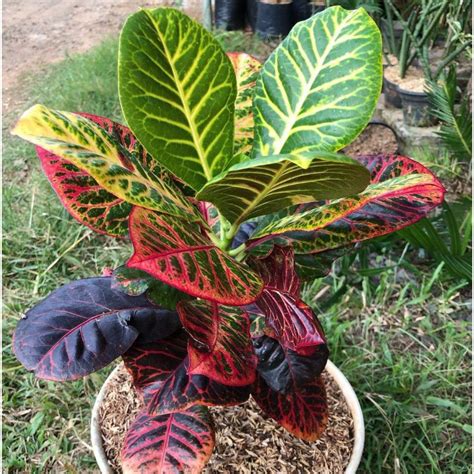 Tanaman Puring Pengertian Jenis Dan Manfaat Alat Pertanian Alat Laboratorium Pertanian