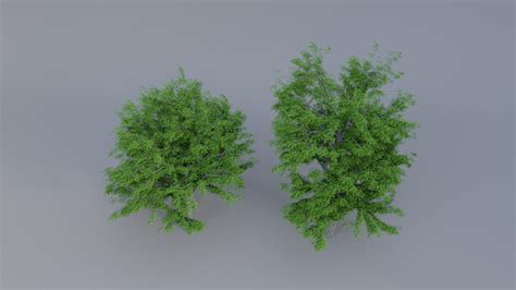 Neem Tree 3d Model 3d Model Cgtrader