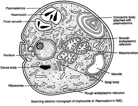 Plasmodium Characteristic Features And Classification Online Science