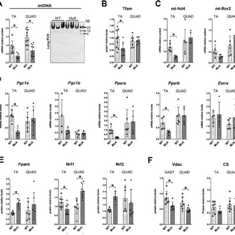 Cytoskeleton And Mitochondrial Network Integrity Analysis In The