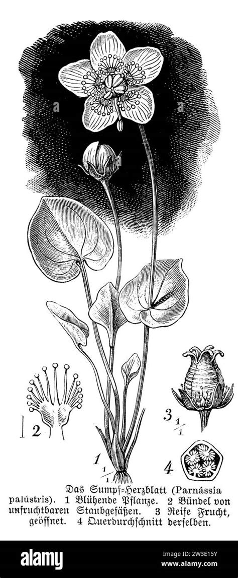 Grass Of Parnassus Parnassia Palustris Anonym Botany Book 1888